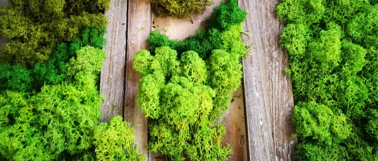 Élő moha fal? Zuzmó faldekoráció? Két különböző dolog! - Mini-Kert.hu